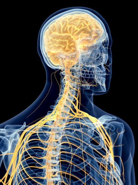 Don’t Be Nervous: A Beginner’s Guide to the Human Nervous System ...