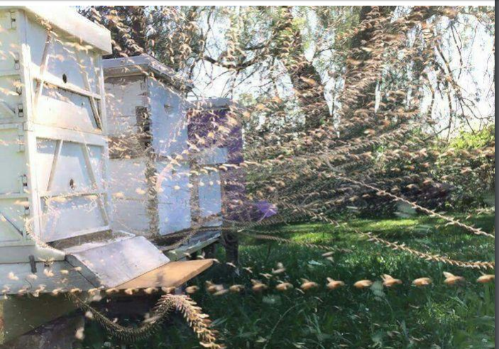 Understanding the Beehive From a Military Tactical Perspective – Anvil ...